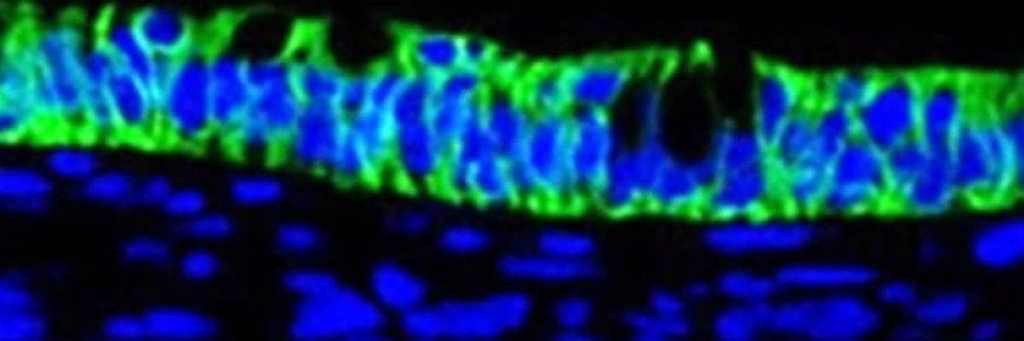 The Ryan Lab | The University of Iowa